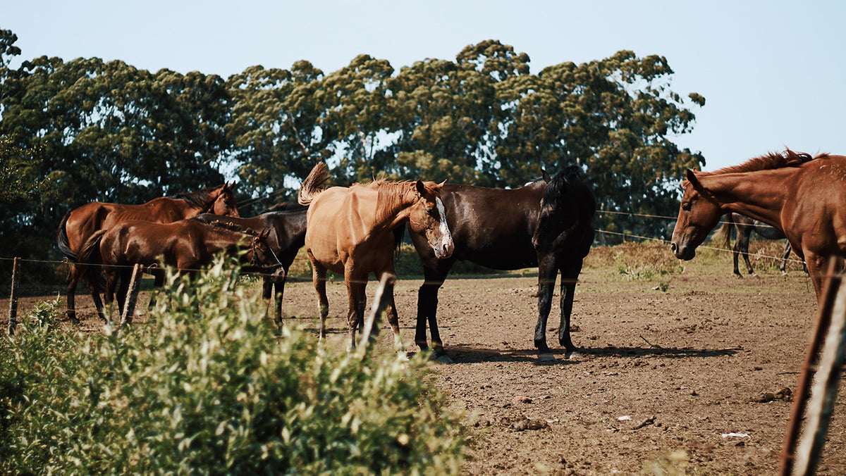 Omento bei Senioren – OMENTO